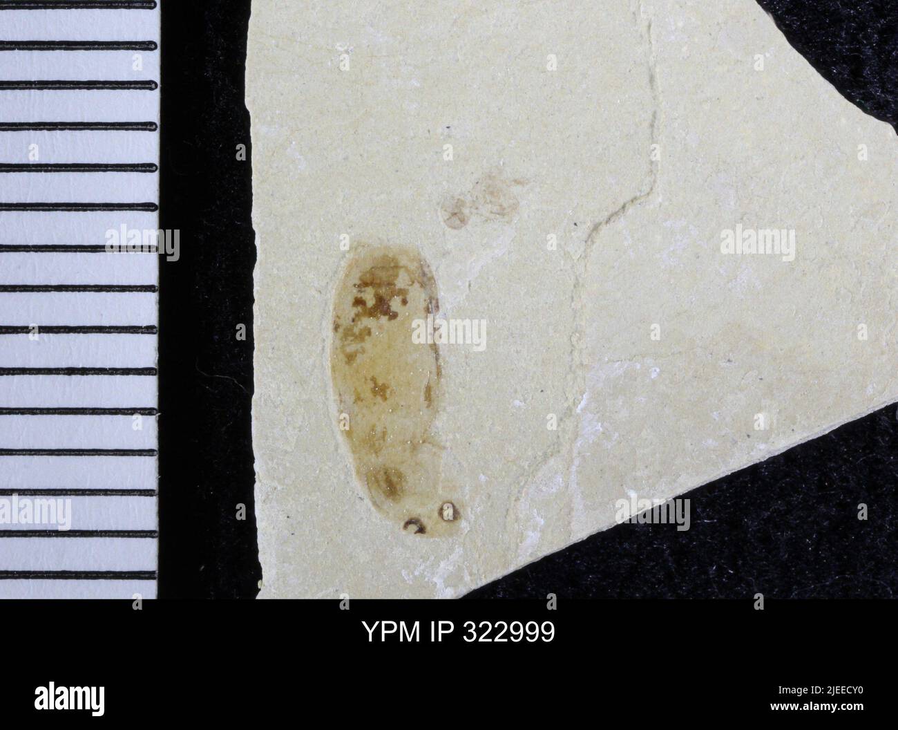 Berosus tenuis Scudder, 1878 Stock Photo - Alamy