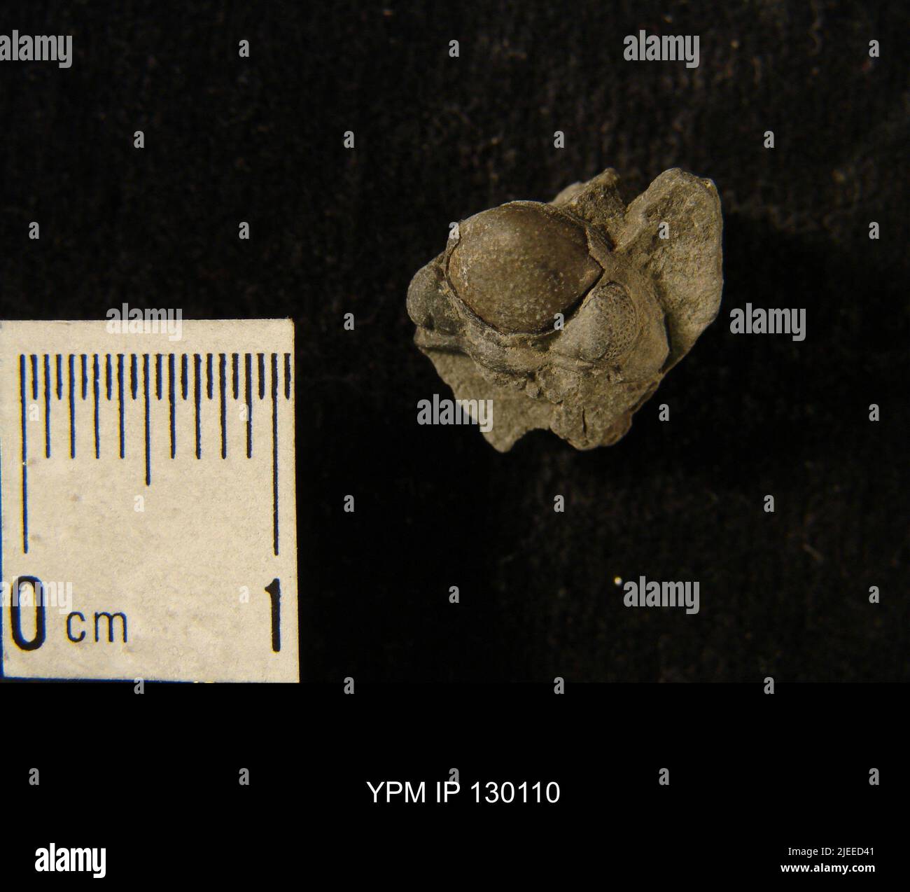 Eldredgeops rana (Green Stock Photo - Alamy