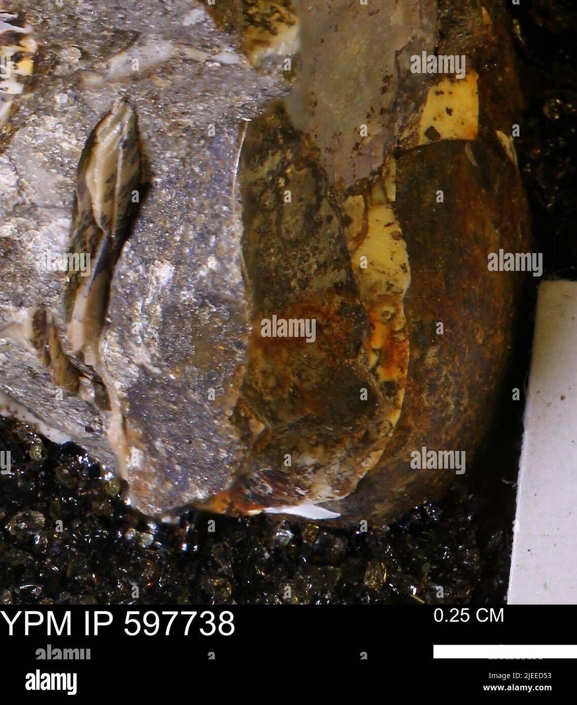 Mollusca ammonoidea hi-res stock photography and images - Alamy