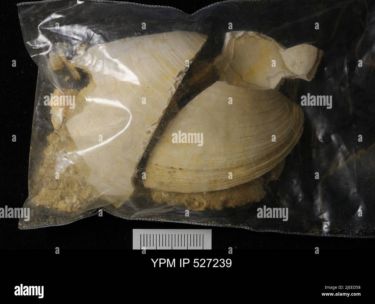 Cyprina islandica hi-res stock photography and images - Alamy