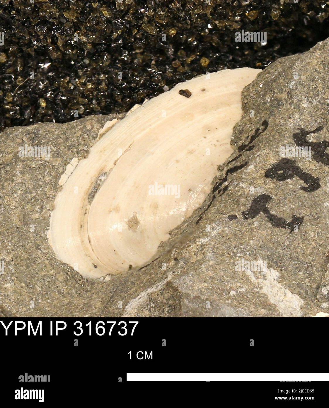 Tellina sp hi-res stock photography and images - Alamy