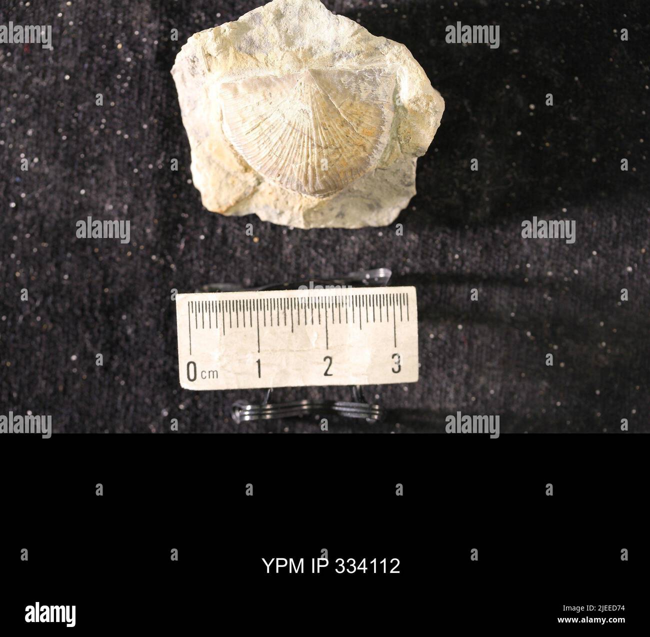 Rafinesquina sp animalia hi-res stock photography and images - Alamy