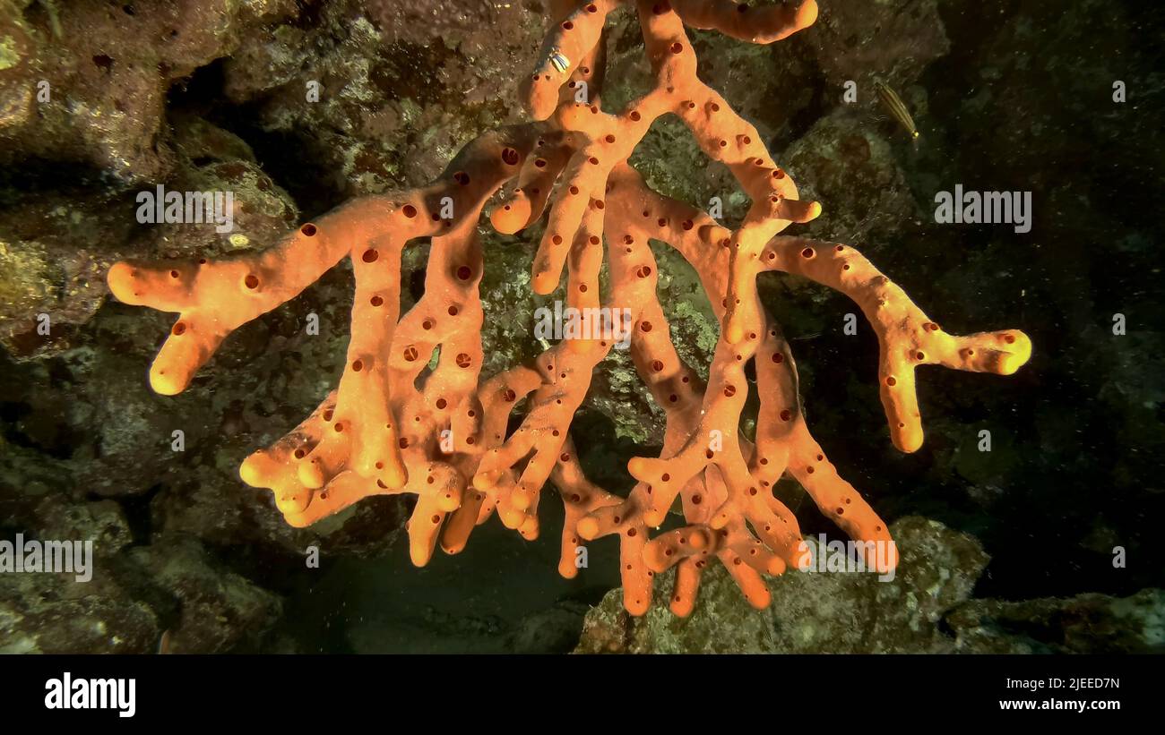 Red Sea, Egypt. 26th June, 2022. Finger-sponge in the cave. Red toxic ...