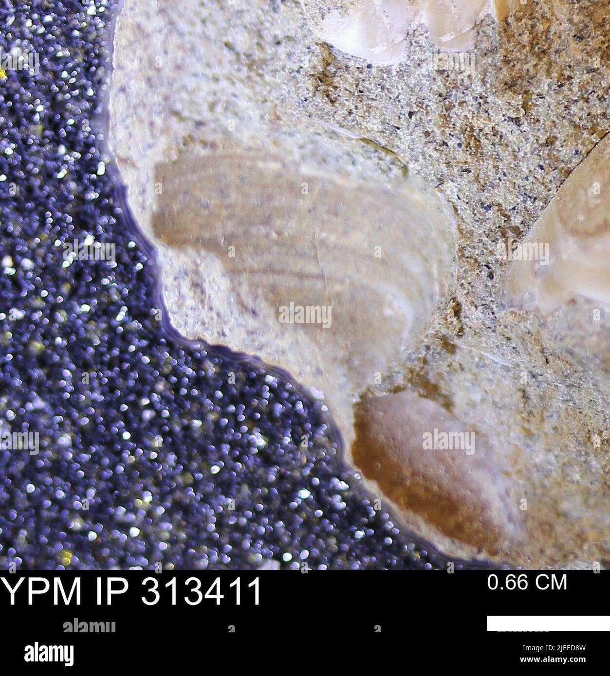 Corbicula sp animalia hi-res stock photography and images - Alamy