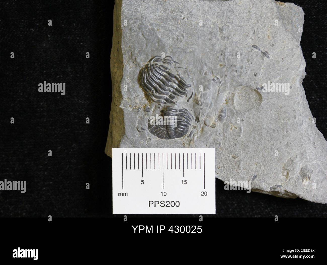 Eldredgeops rana (Green Stock Photo - Alamy