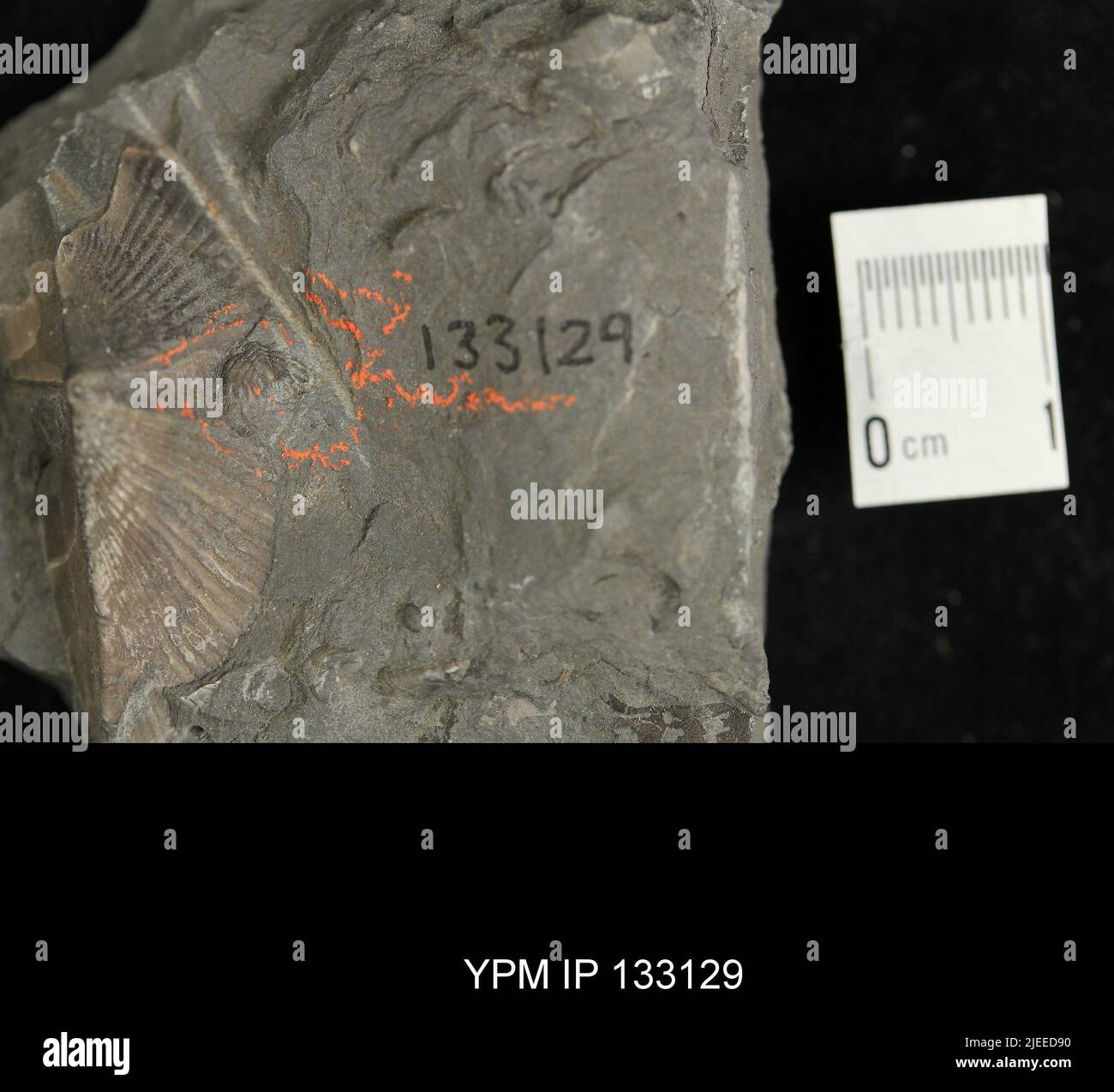 Boothi hi-res stock photography and images - Alamy