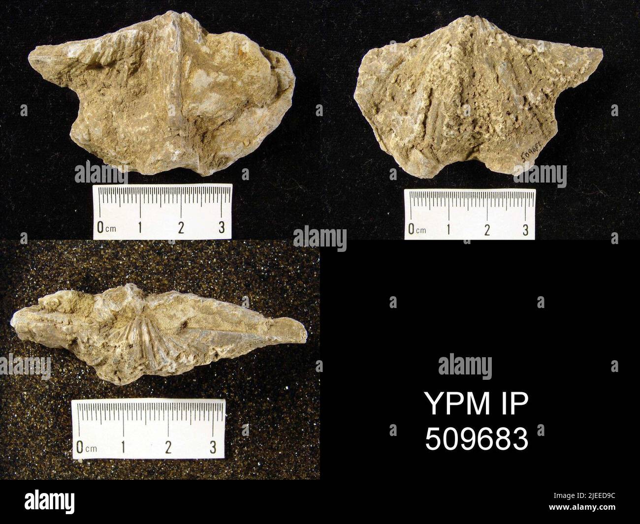 Neospirifer sp animalia hi-res stock photography and images - Alamy