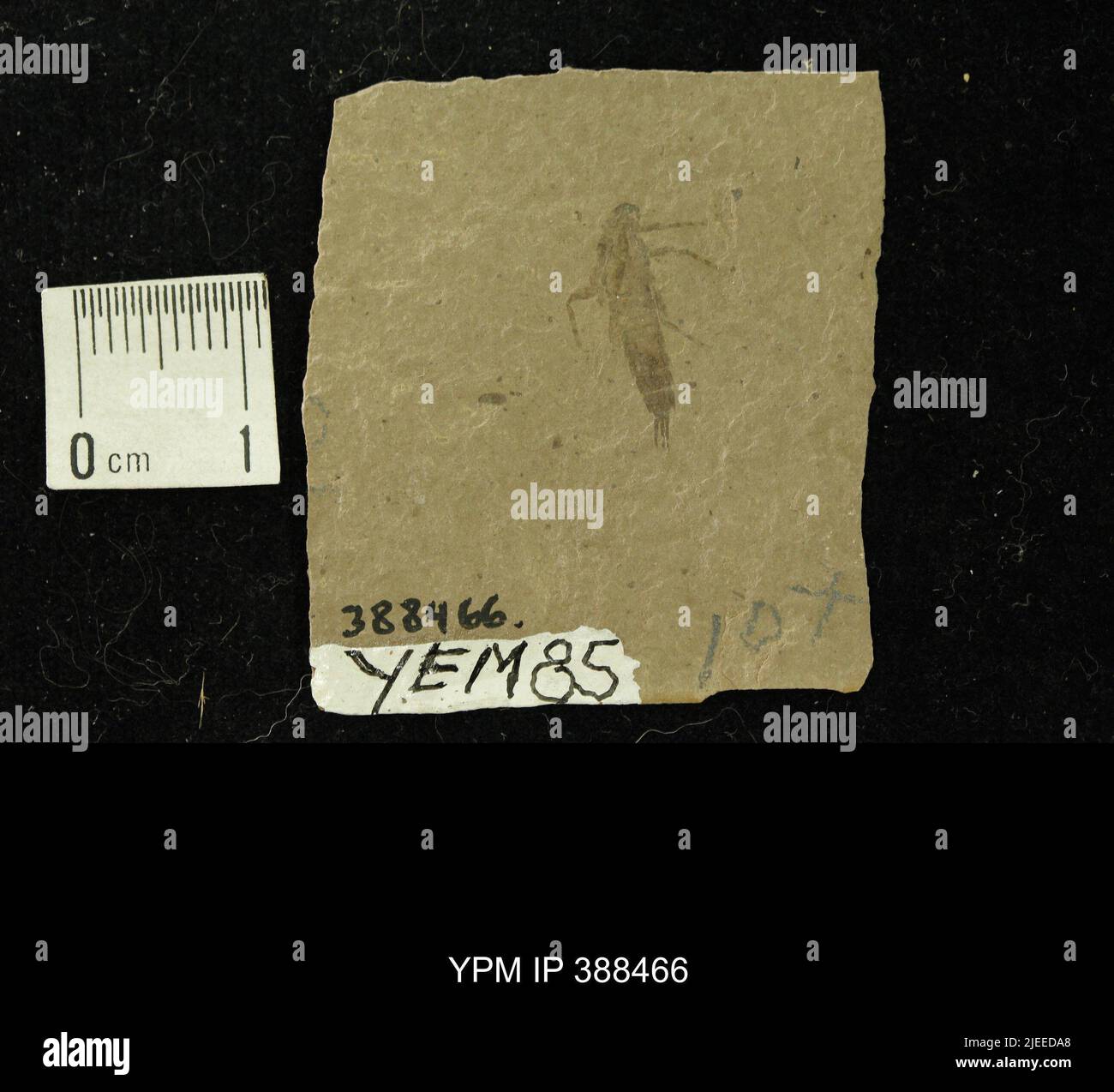 Undet ephemeroptera animalia hi-res stock photography and images - Alamy