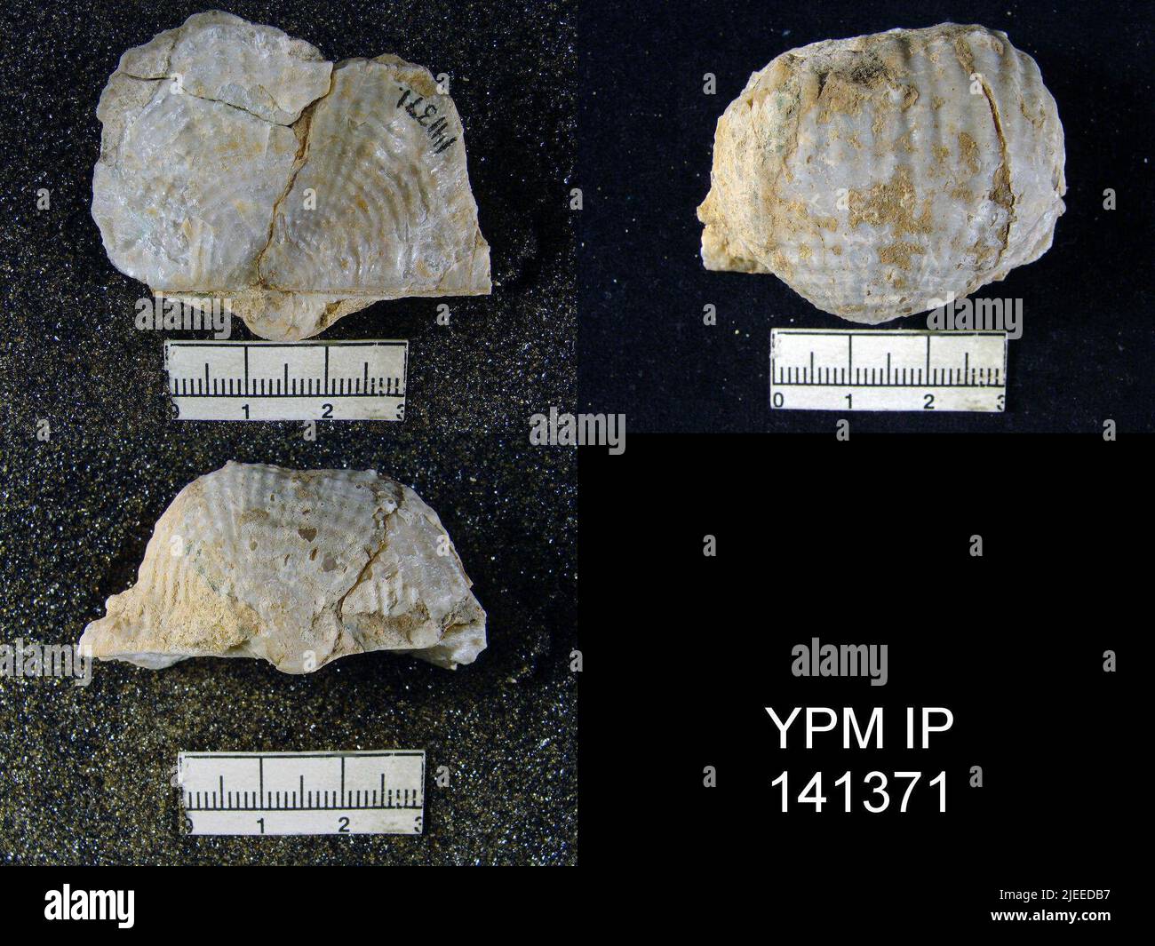 Productus (Dictyoclostus) indicus Stock Photo - Alamy