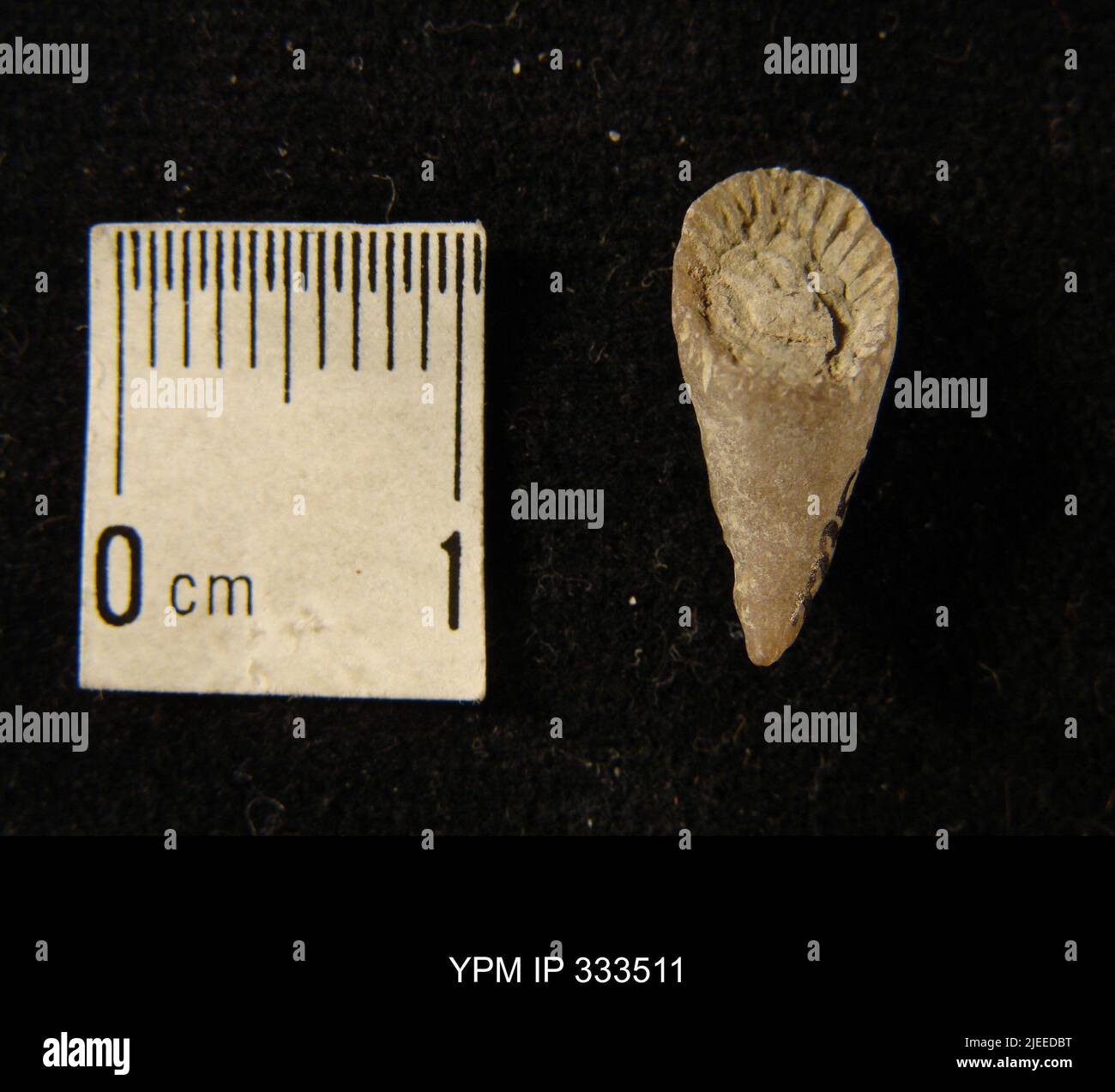 Zaphrentis cf. conulus (Rominger, 1876 Stock Photo - Alamy