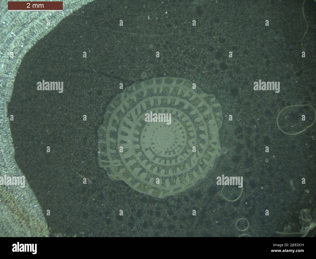 Triticites koschmanni Skinner Stock Photo - Alamy