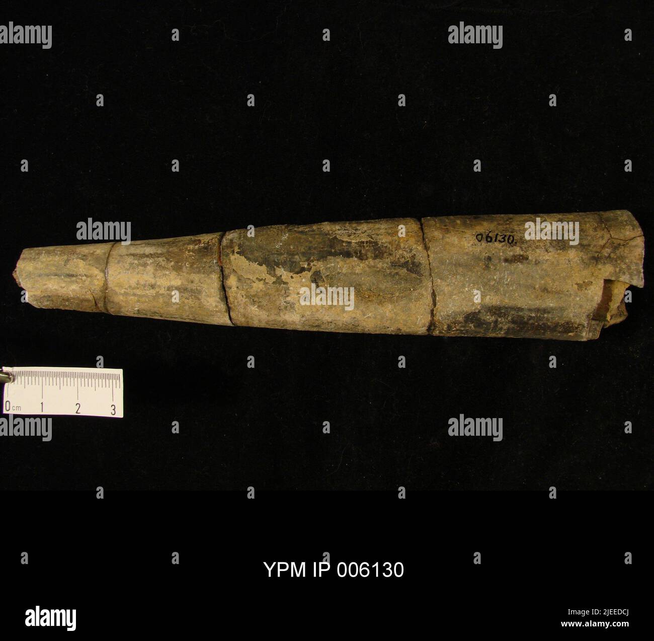 Belemnites giganteus schlotheim animalia hi-res stock photography and ...