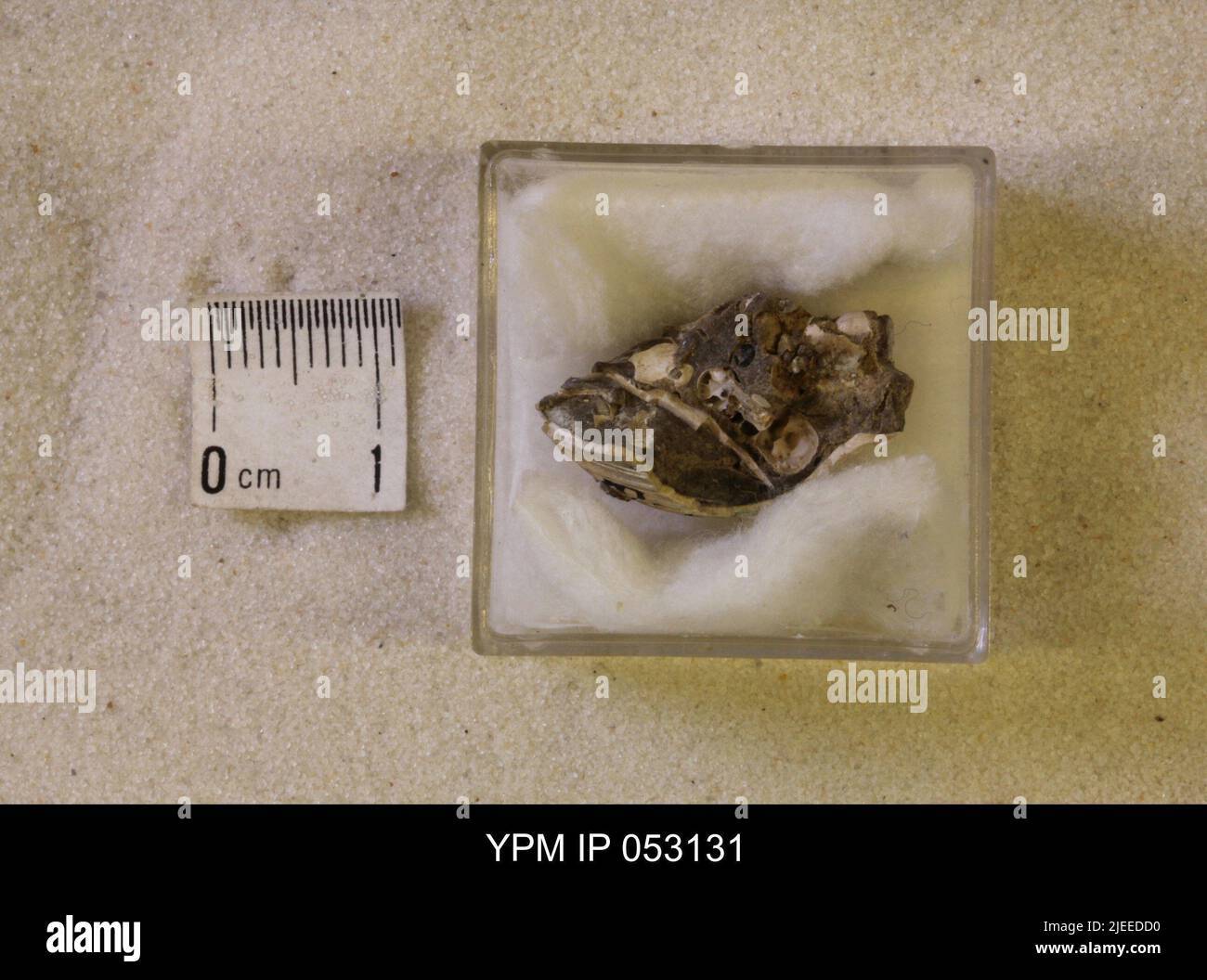 Ammonite form hi-res stock photography and images - Alamy
