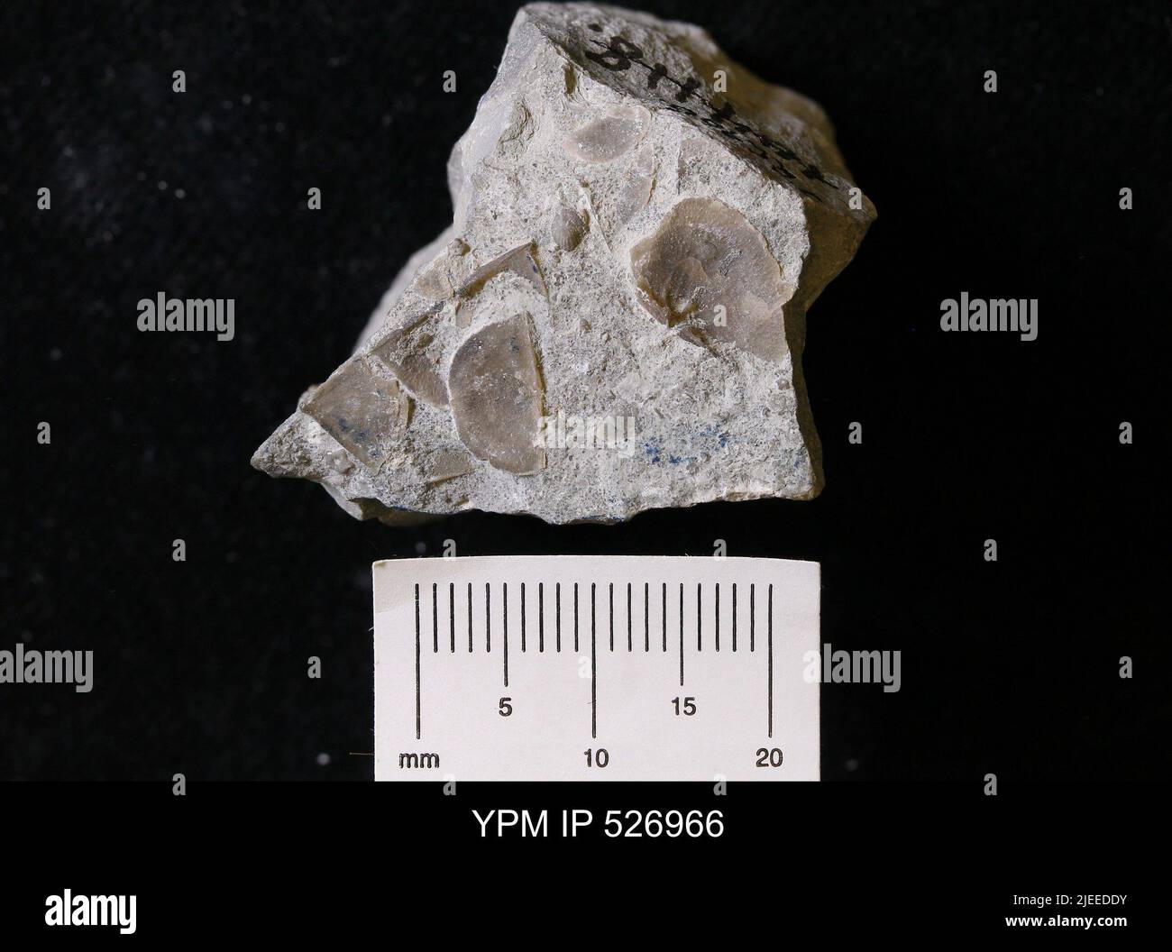 Glaber hi-res stock photography and images - Alamy