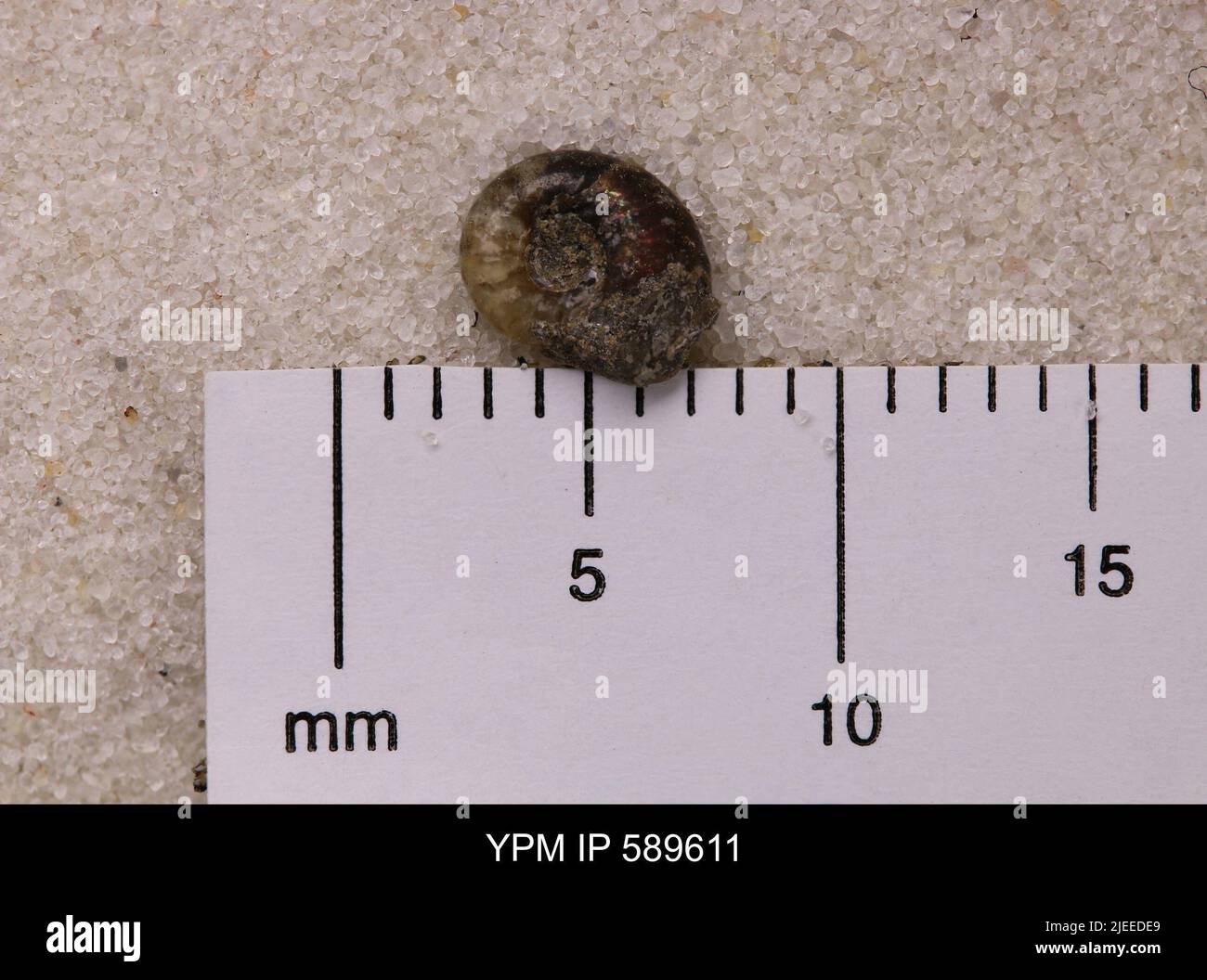 Hoploscaphites comprimus (Owen Stock Photo - Alamy