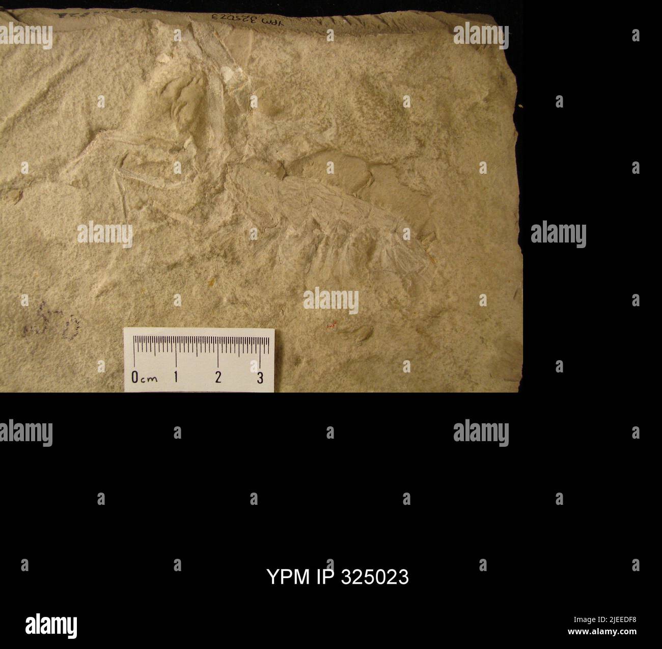 Mecochirus cf. longimanatus Stock Photo - Alamy