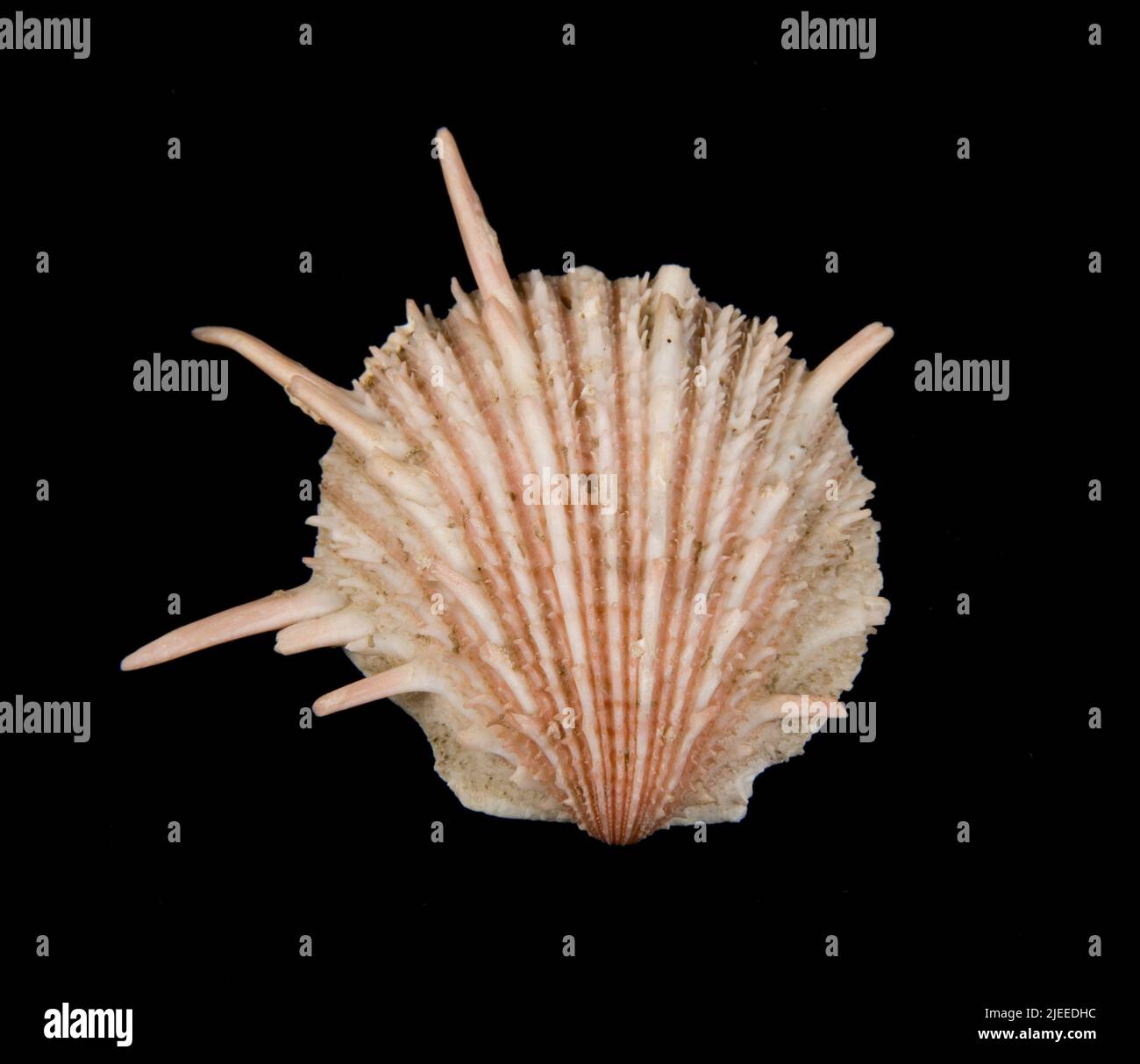 Spondylus regius Linnaeus, 1758 Stock Photo - Alamy