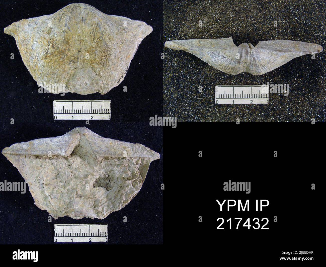 Neospirifer sp animalia hi-res stock photography and images - Alamy