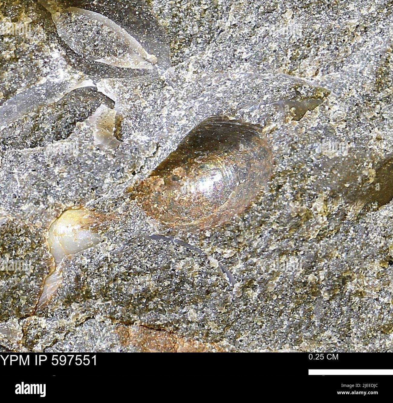 Anomia sp animalia hi-res stock photography and images - Alamy