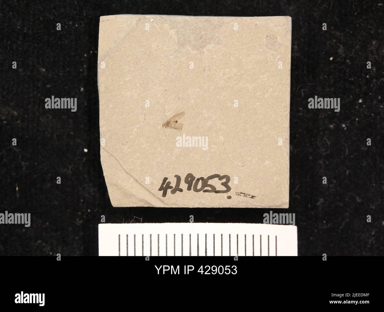 Undet pterygota animalia hi-res stock photography and images - Alamy