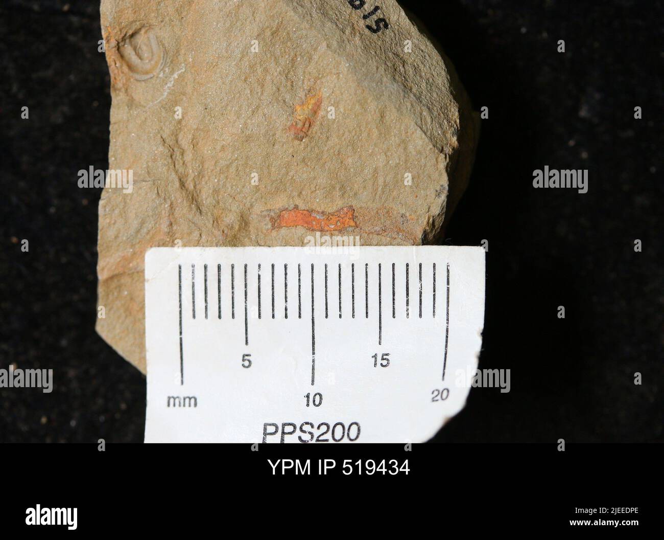 Fossilized marine worm hi-res stock photography and images - Alamy
