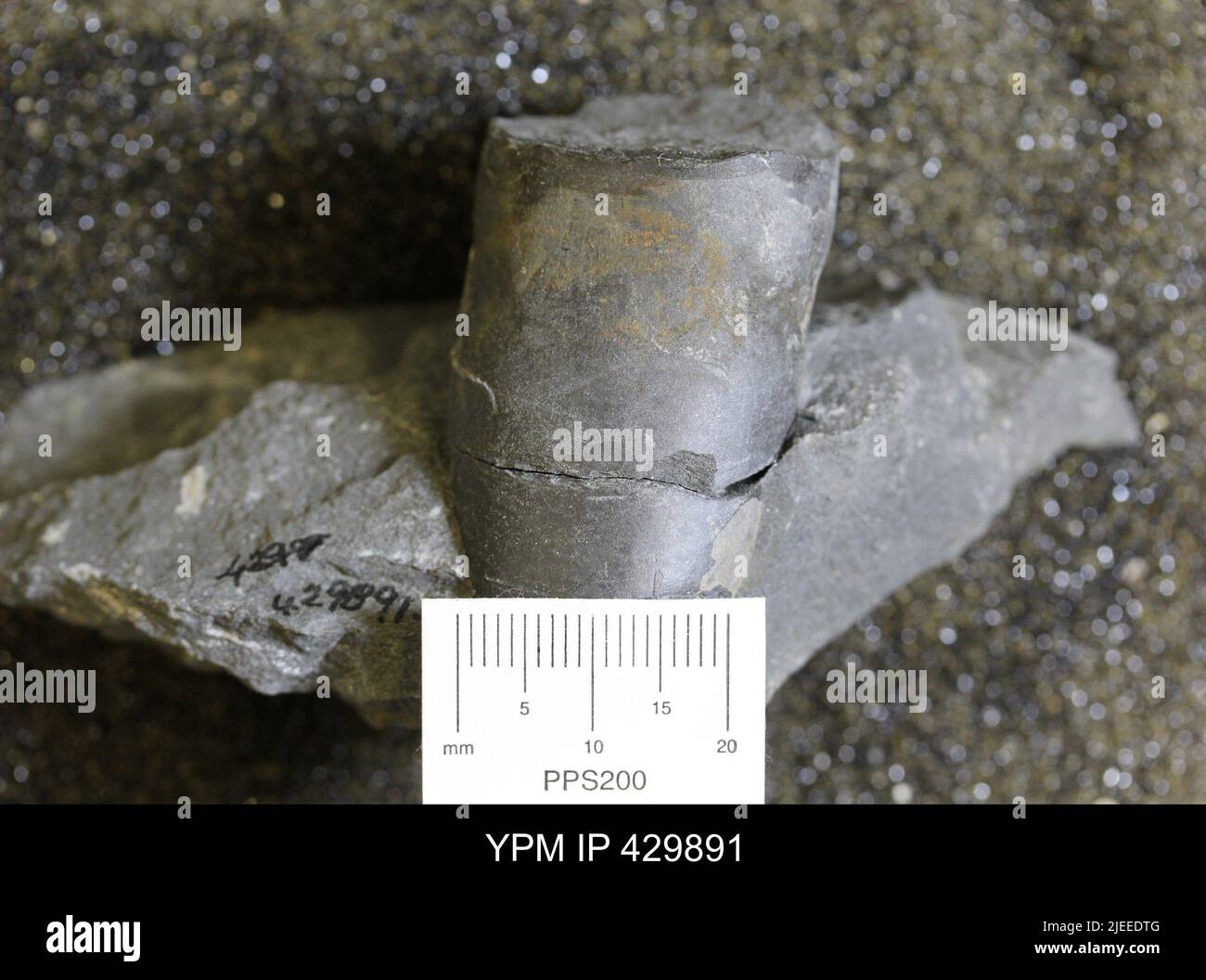 Orthoceras prehistoric nautiloid cephalopod hi-res stock photography ...