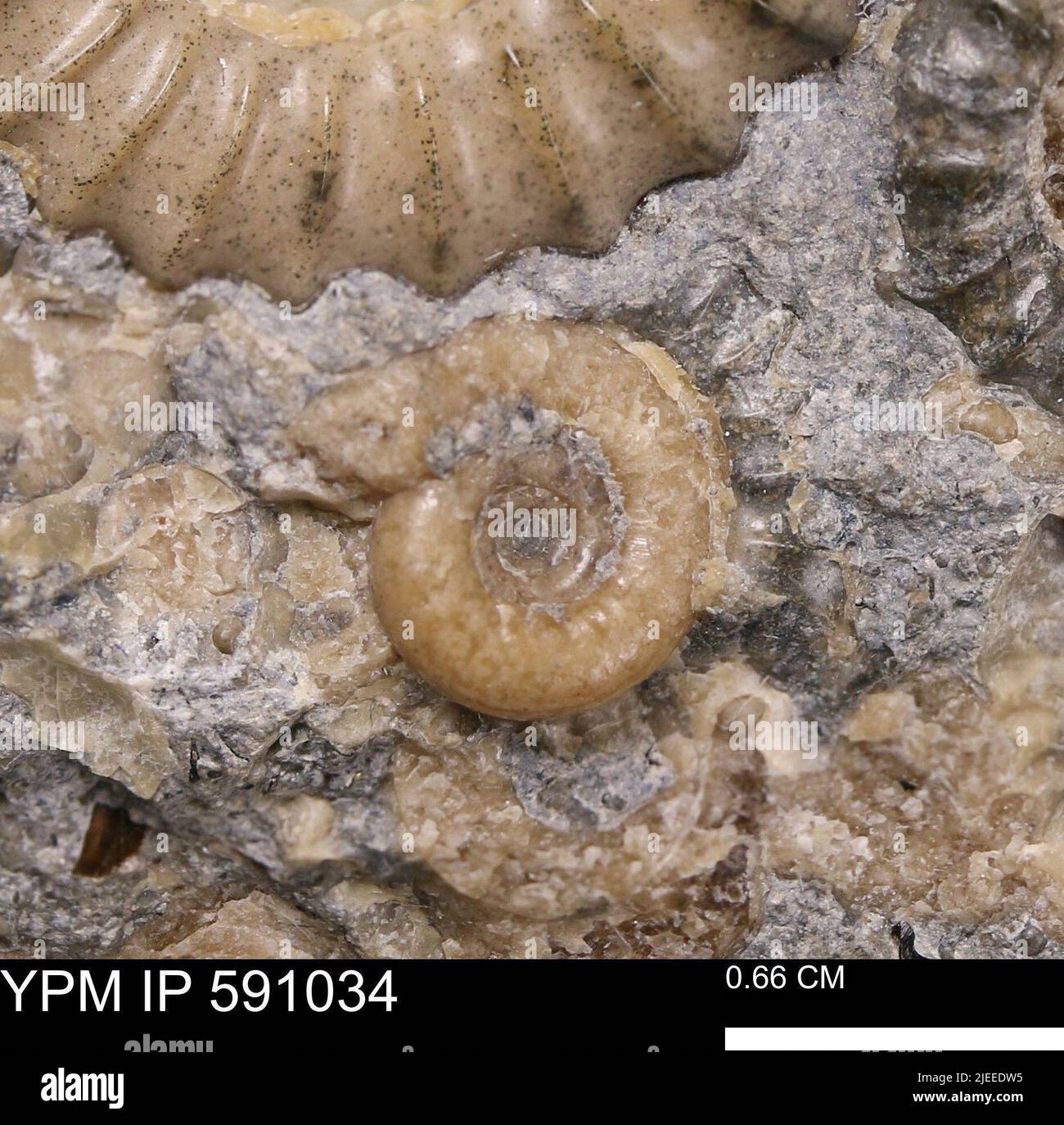 Planicosta hi-res stock photography and images - Alamy