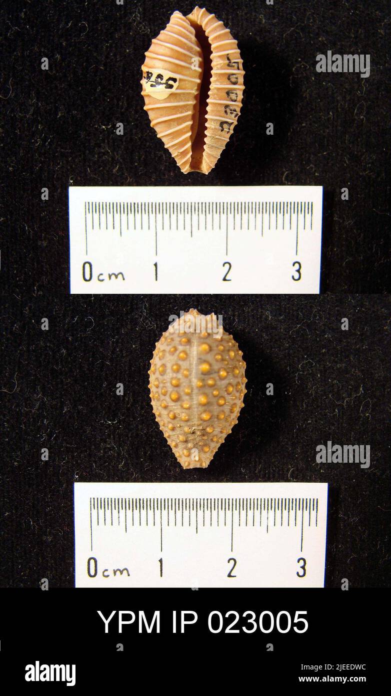 Trivia shell hi-res stock photography and images - Alamy
