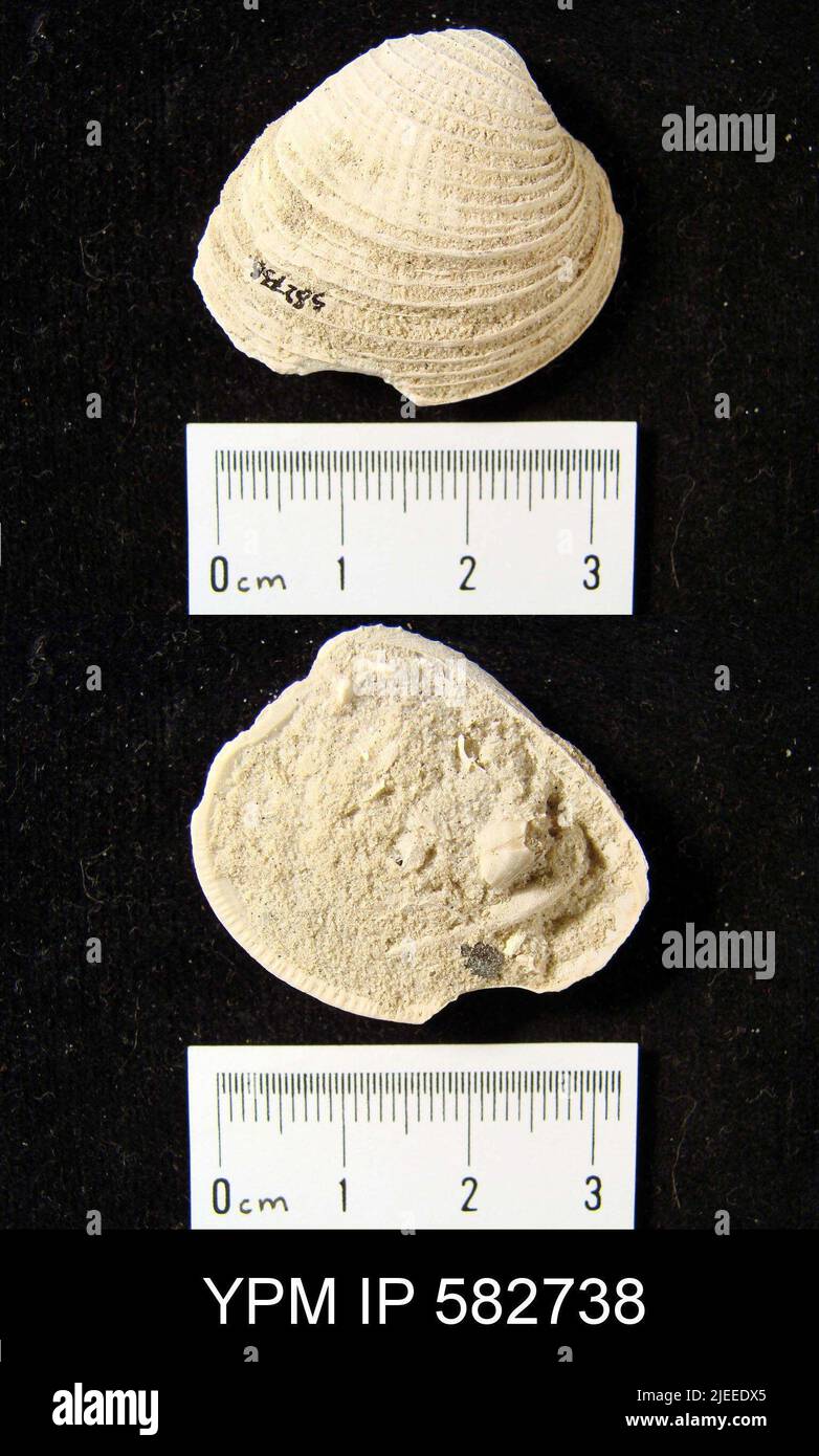 Periglypta tarquinia (Dall, 1900 Stock Photo - Alamy