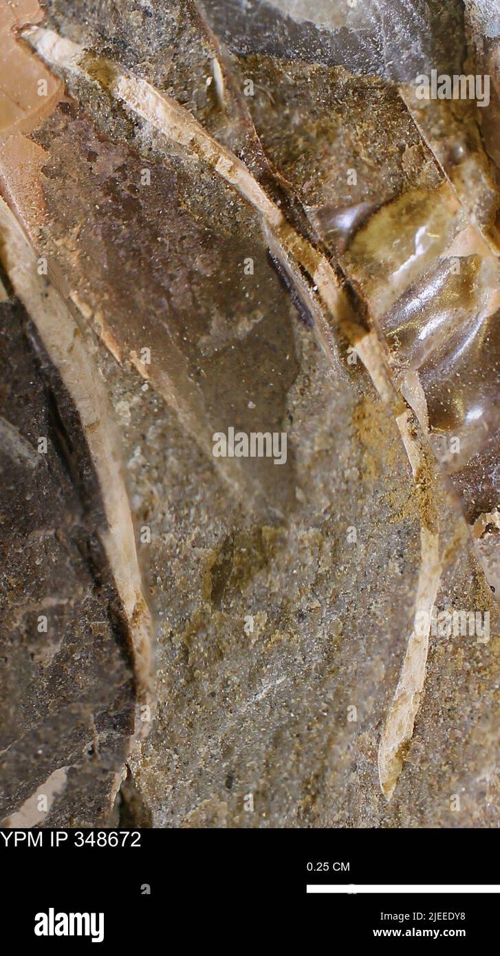 Ammonoidea ammonites hi-res stock photography and images - Alamy