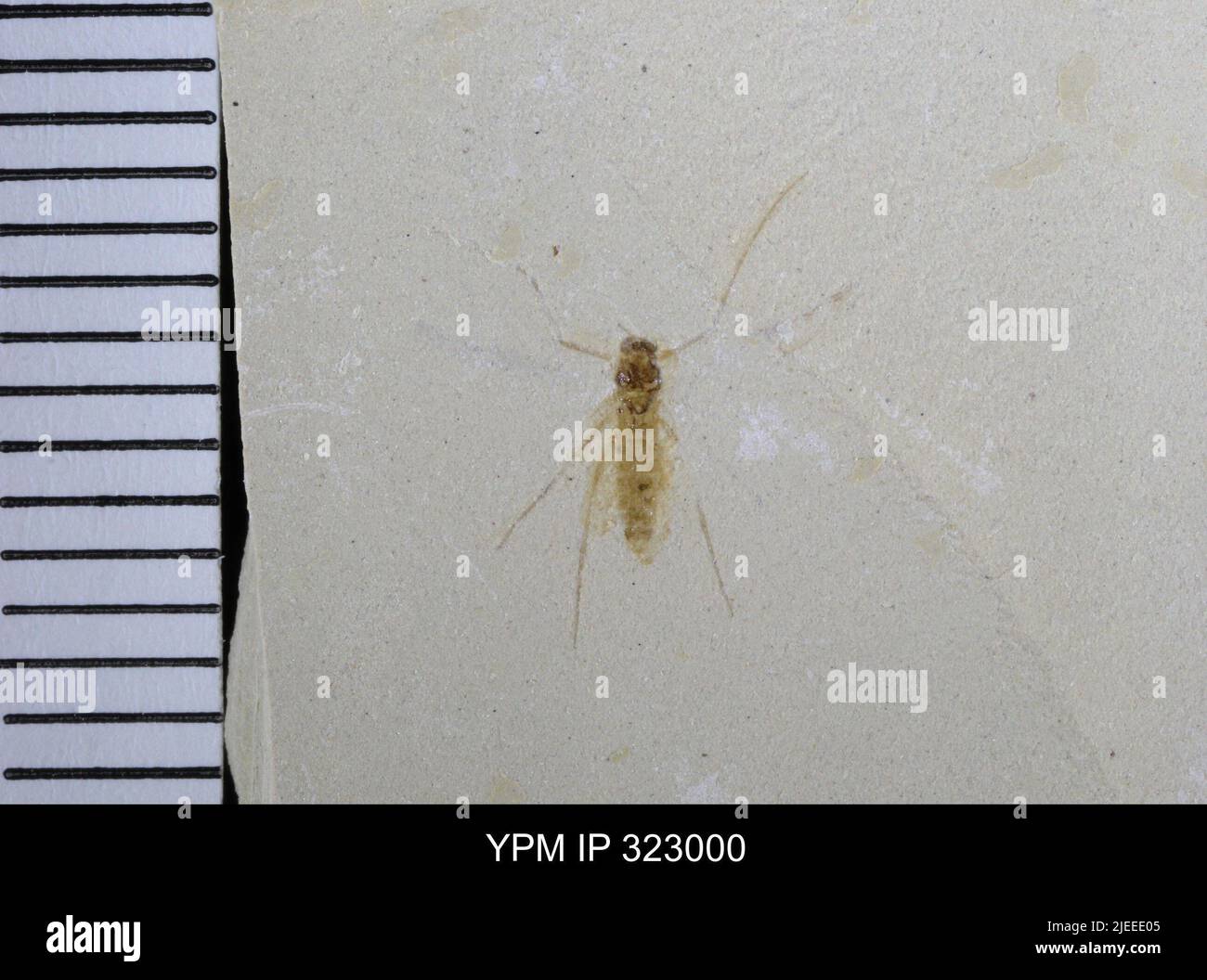 Sackenia arcuata scudder hi-res stock photography and images - Alamy