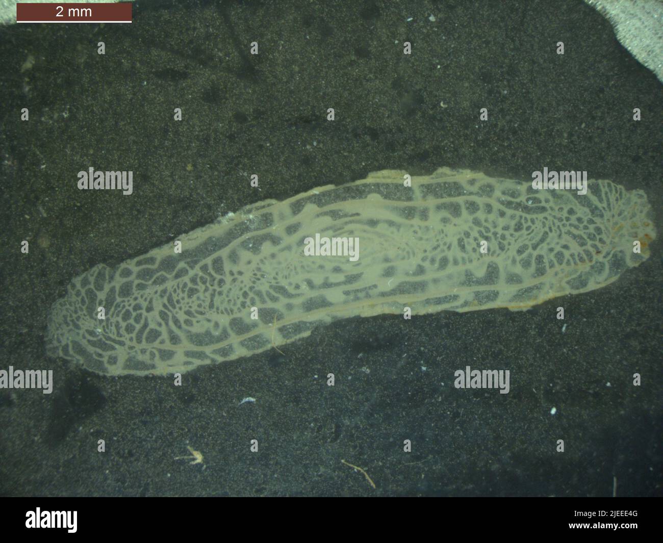 Ohioensis hi-res stock photography and images - Alamy