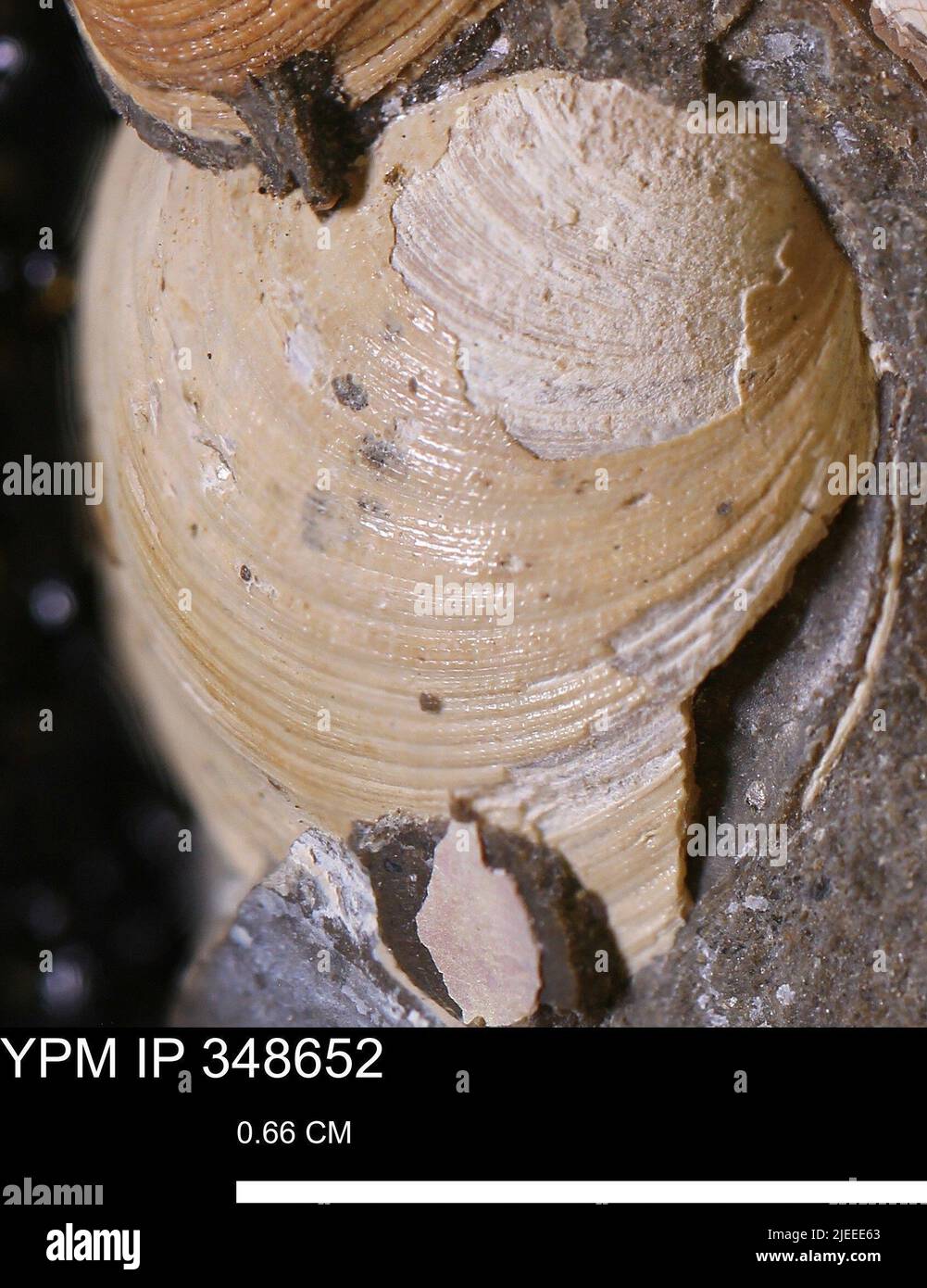 Evidence of predation hi-res stock photography and images - Alamy