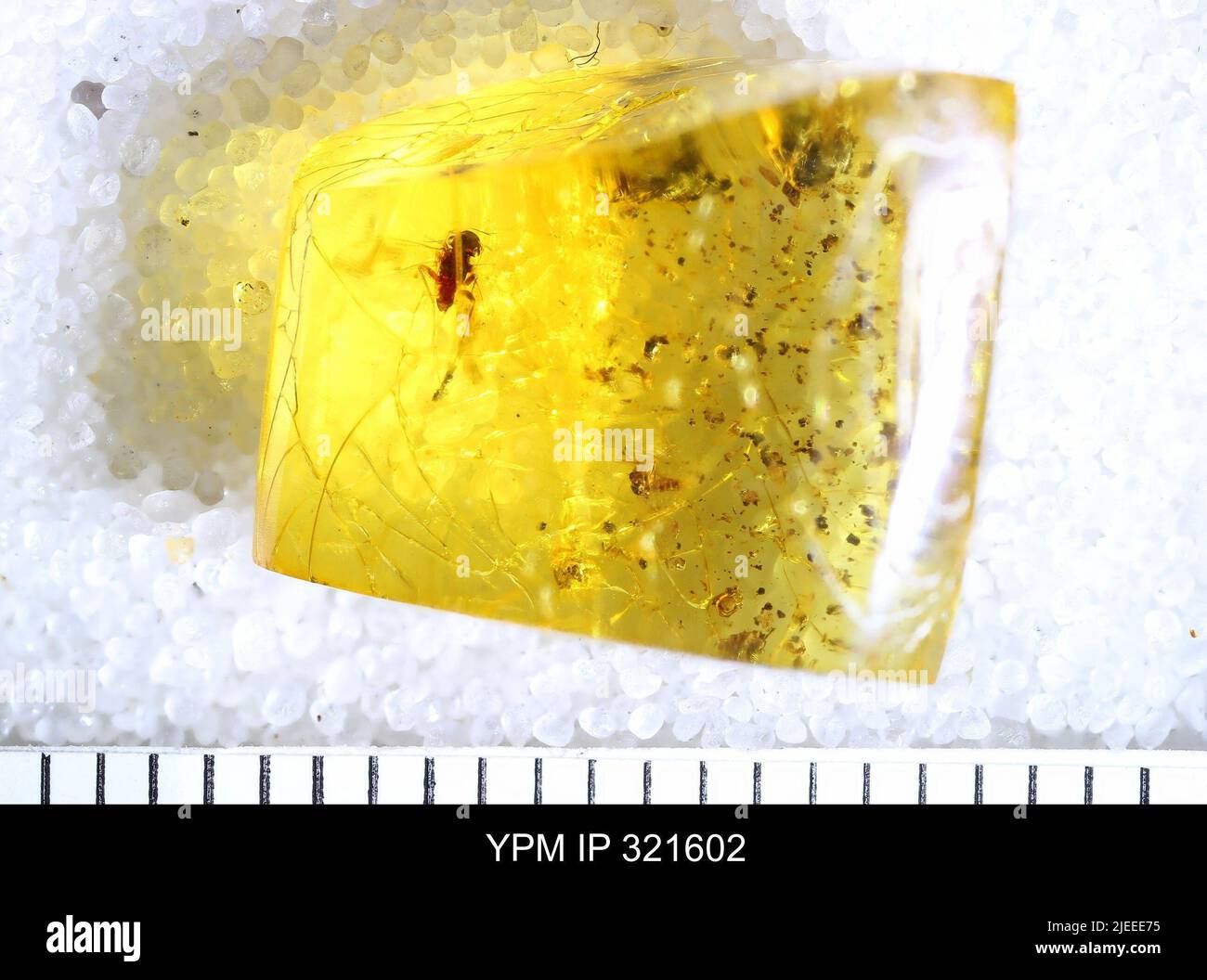 Psocodea hi-res stock photography and images - Alamy