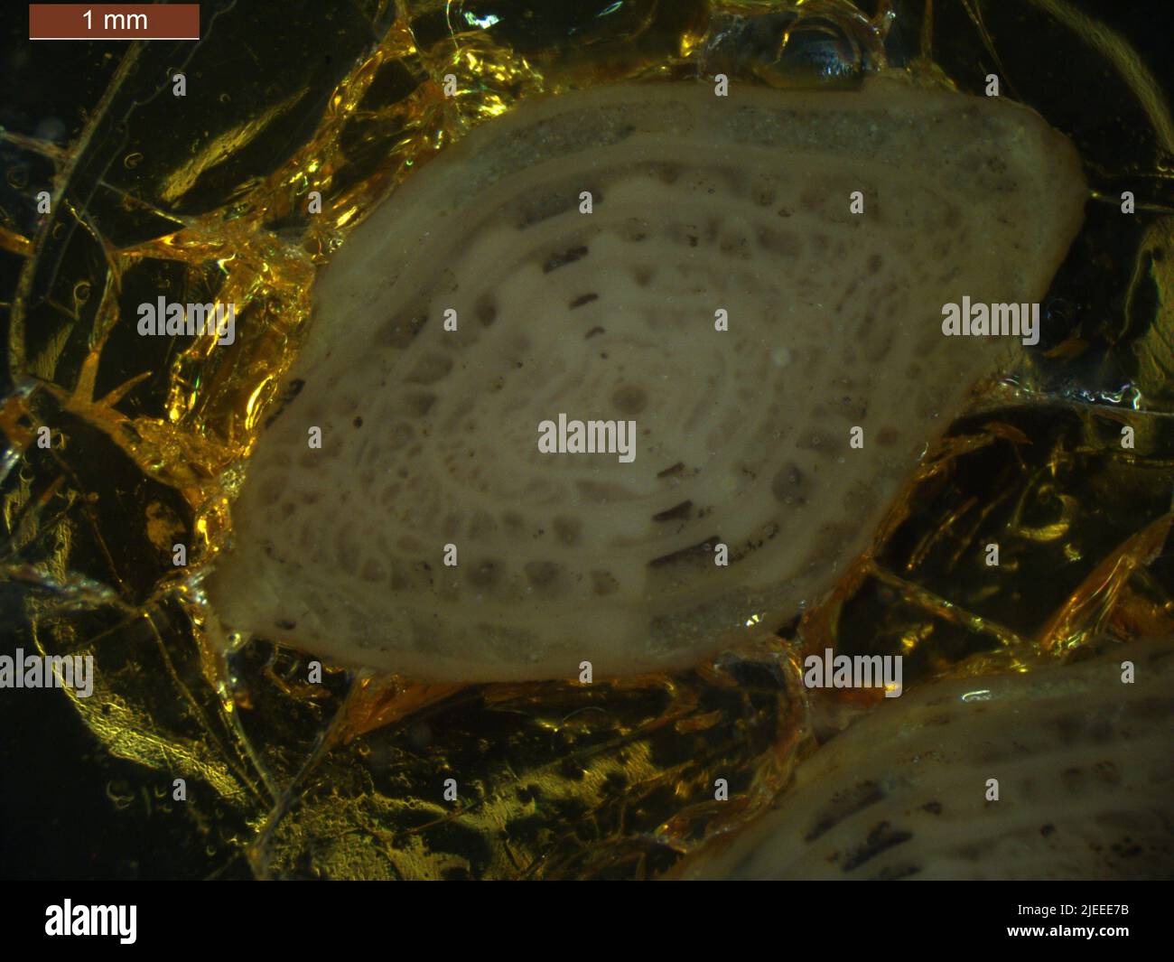 Triticites ventricosus (Meek & Hayden Stock Photo - Alamy