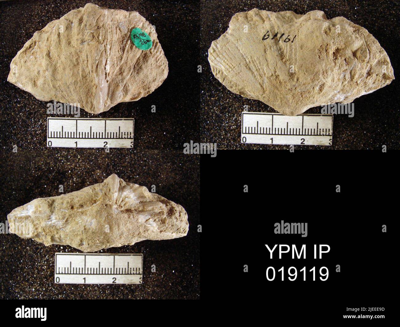 Neospirifer sp animalia hi-res stock photography and images - Alamy