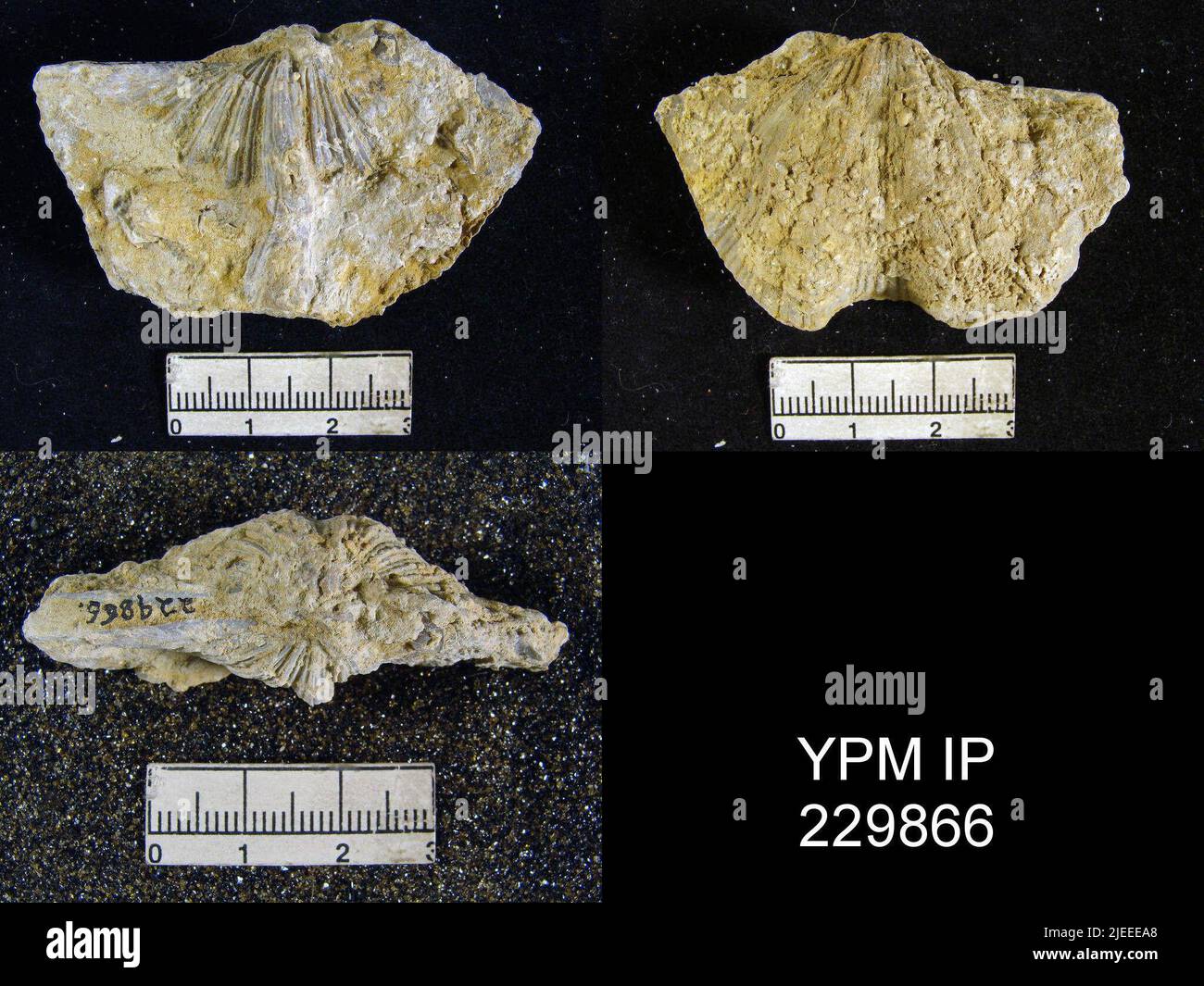 Neospirifer dunbari hi-res stock photography and images - Alamy