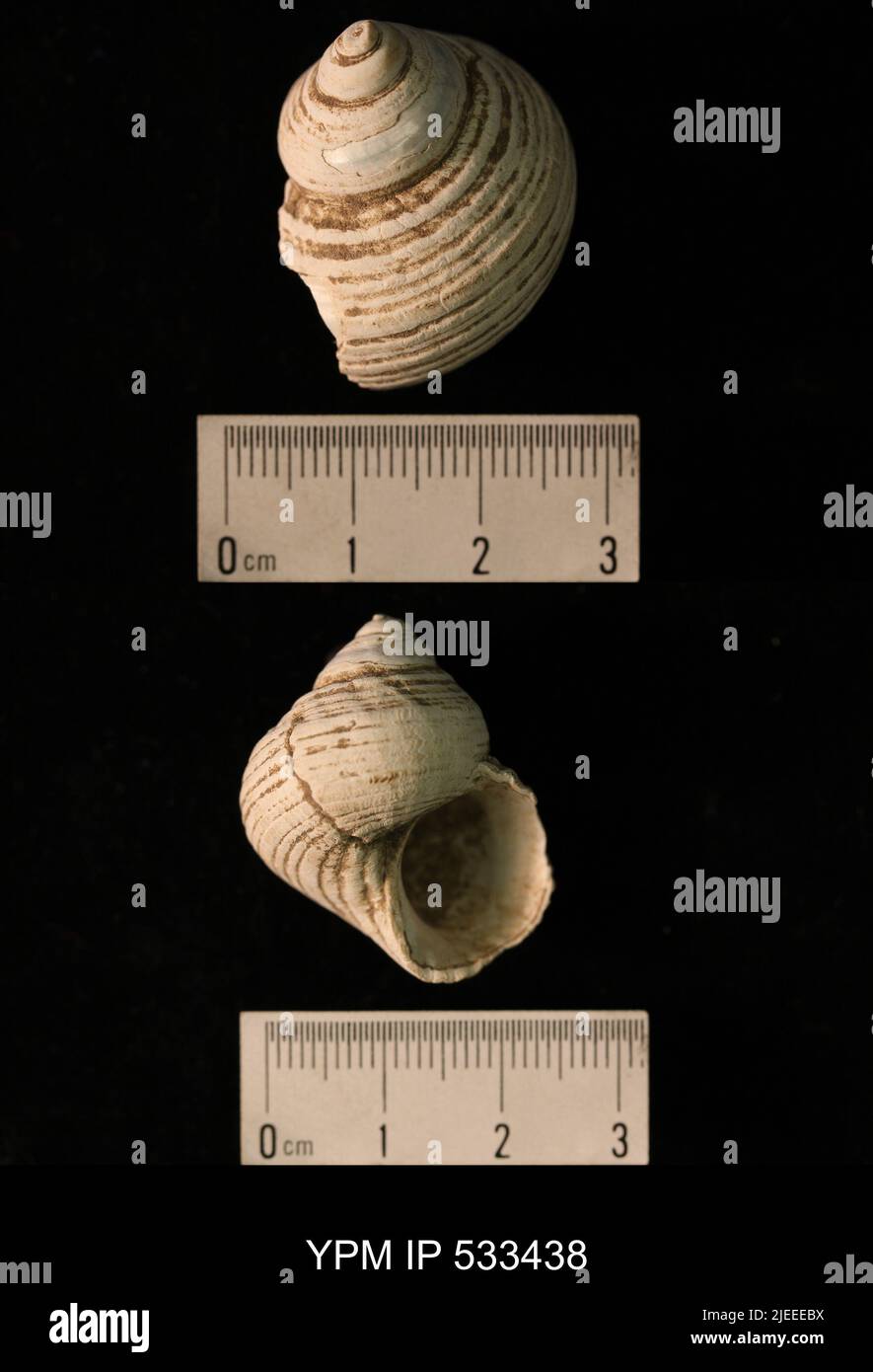 Gastropoda snails and sl hi-res stock photography and images - Alamy