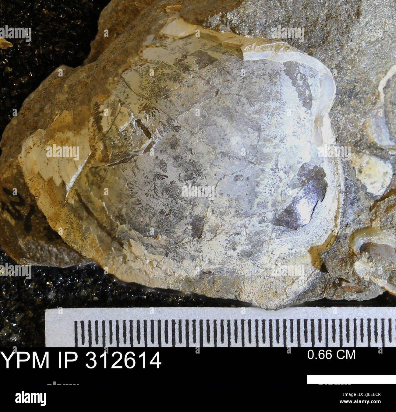 Cucullaea sp animalia hi-res stock photography and images - Alamy