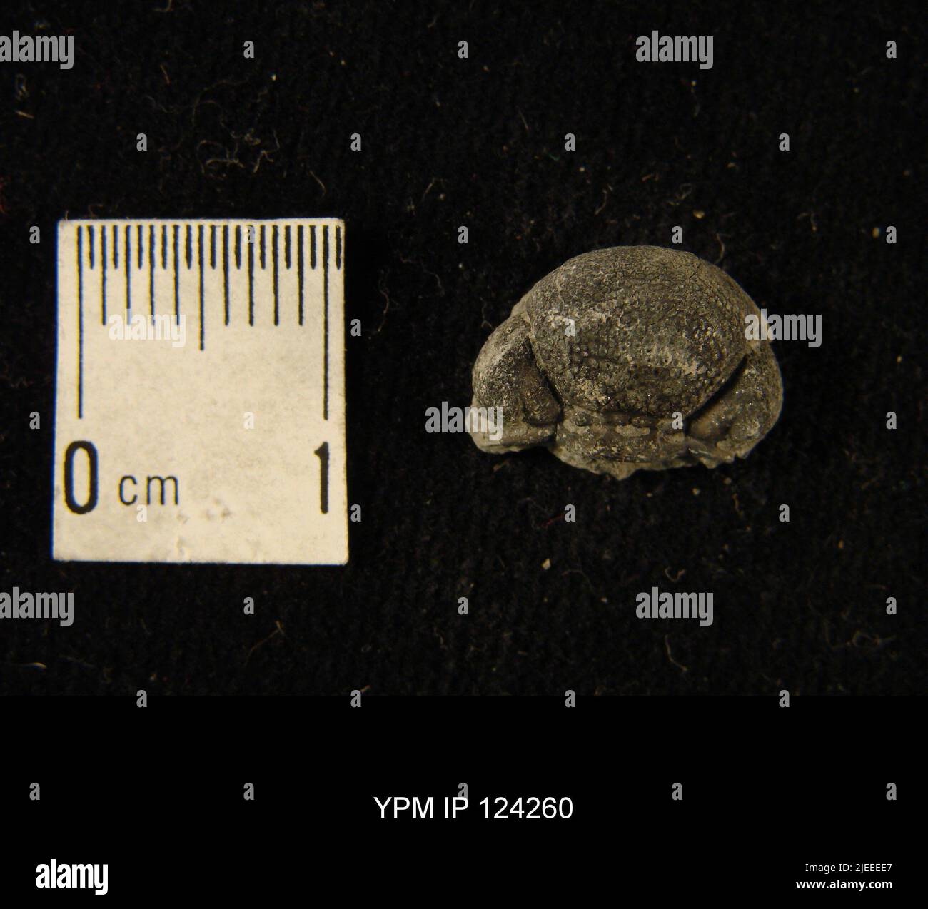 Phacops rana hi-res stock photography and images - Alamy