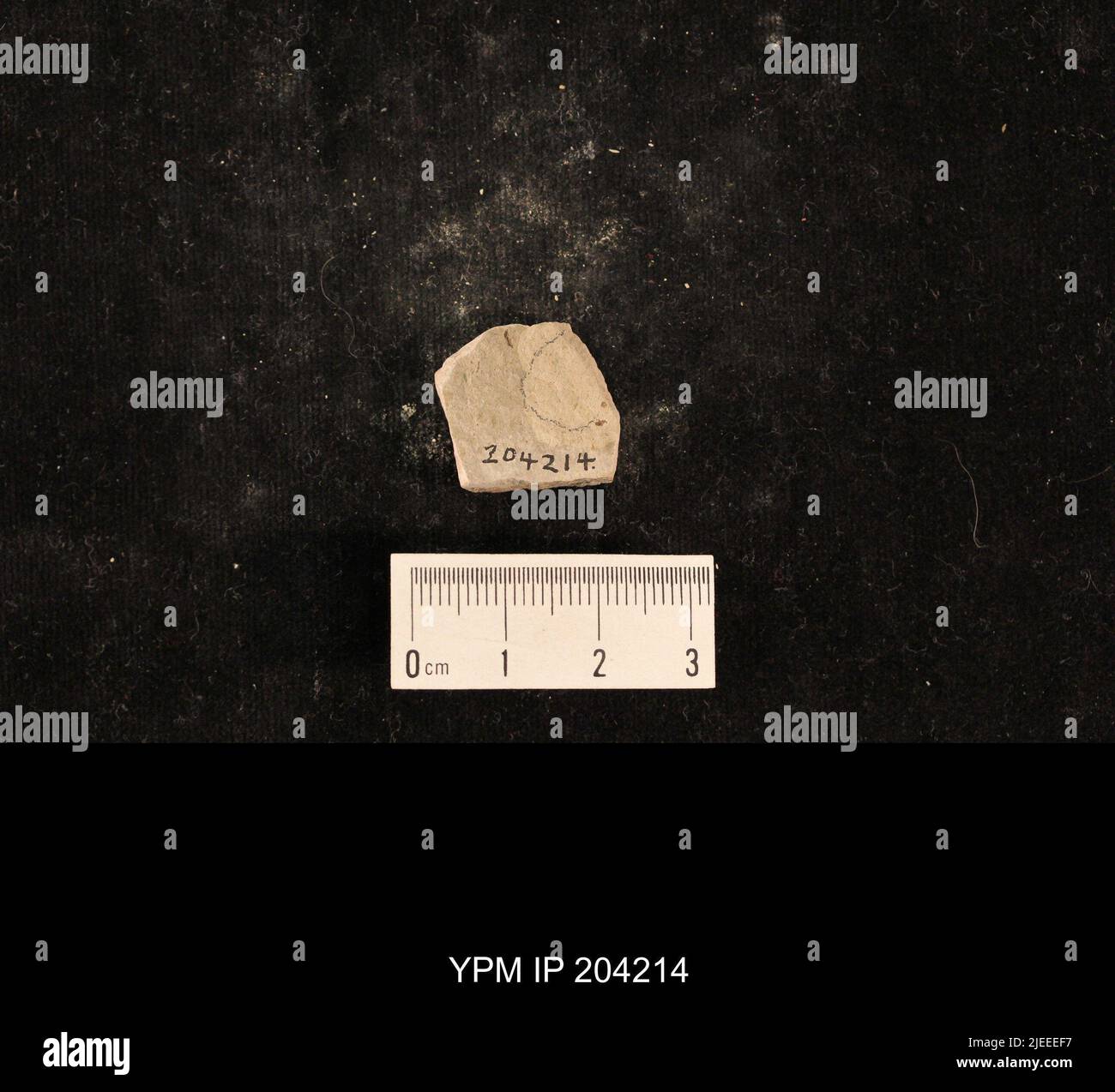 Lisca minuta Sellards. IPC.01784: Kansas. Dickinson County. near top of ...