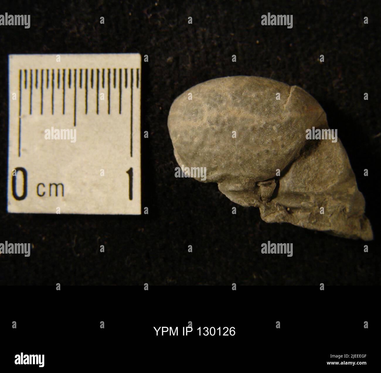 Eldredgeops rana (Green Stock Photo - Alamy