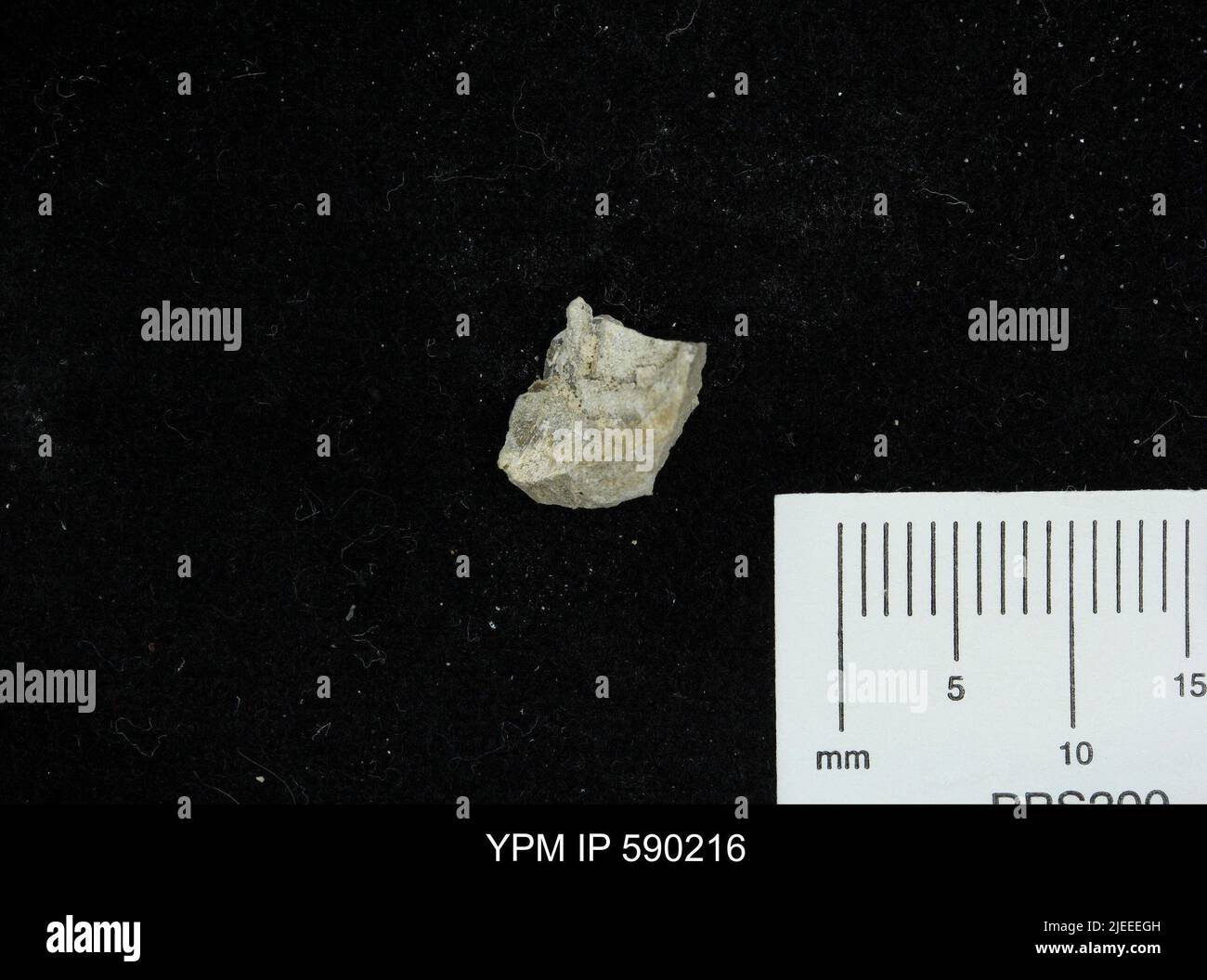 Tusk shells hi-res stock photography and images - Alamy