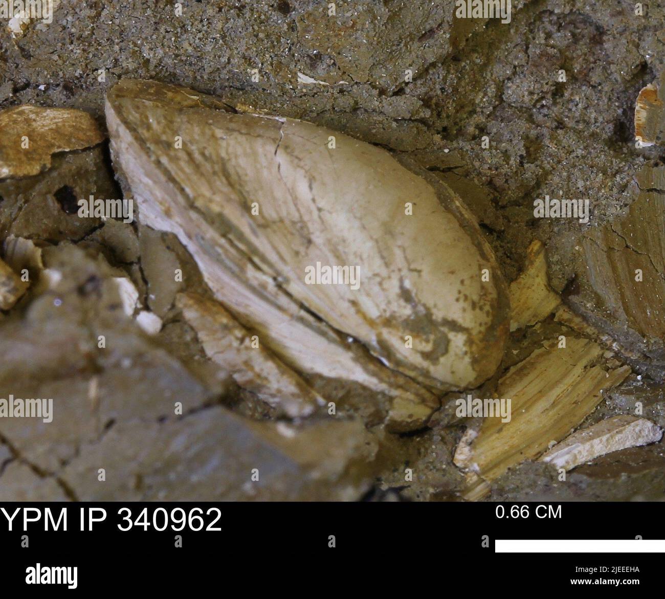 Corbicula sp animalia hi-res stock photography and images - Alamy