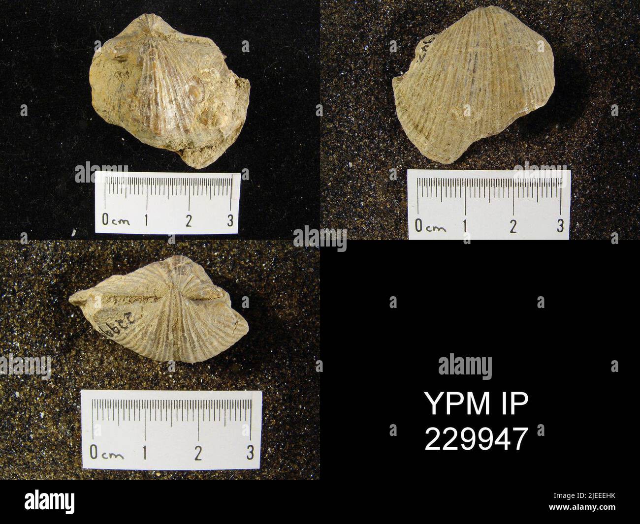 Neospirifer sp animalia hi-res stock photography and images - Alamy