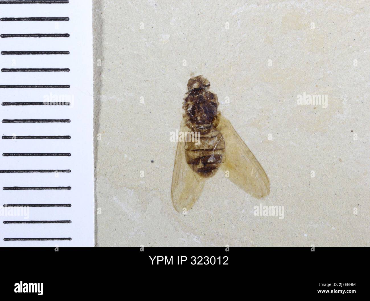 1878 animalia hi-res stock photography and images - Alamy