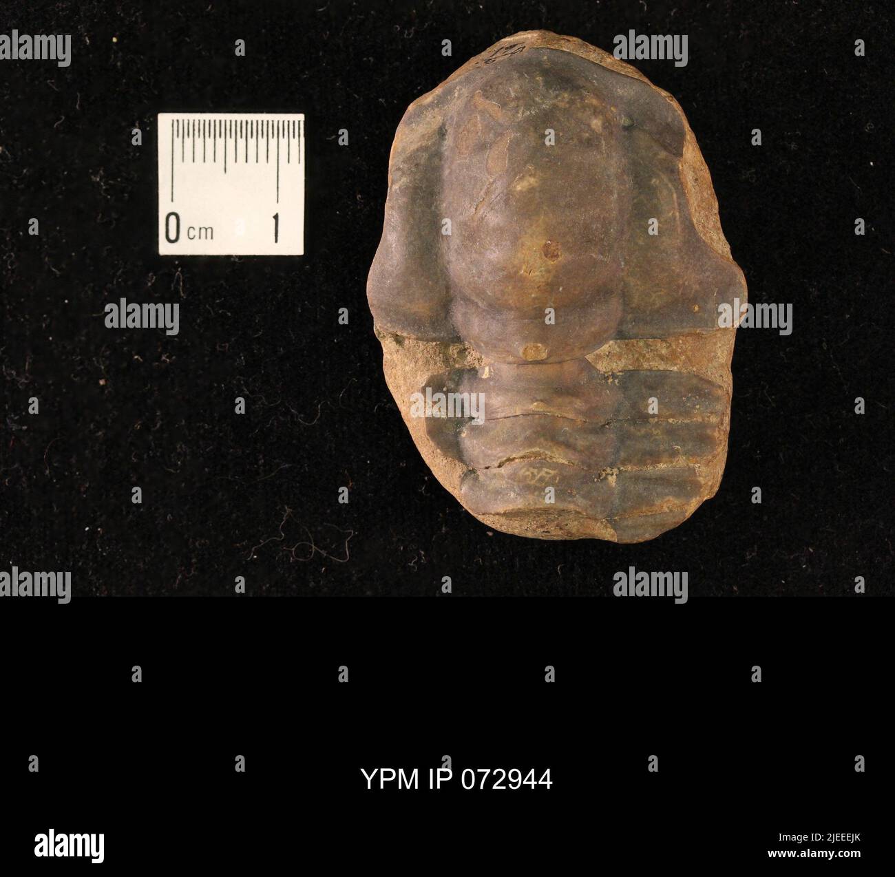 Olenoides fossil hi-res stock photography and images - Alamy