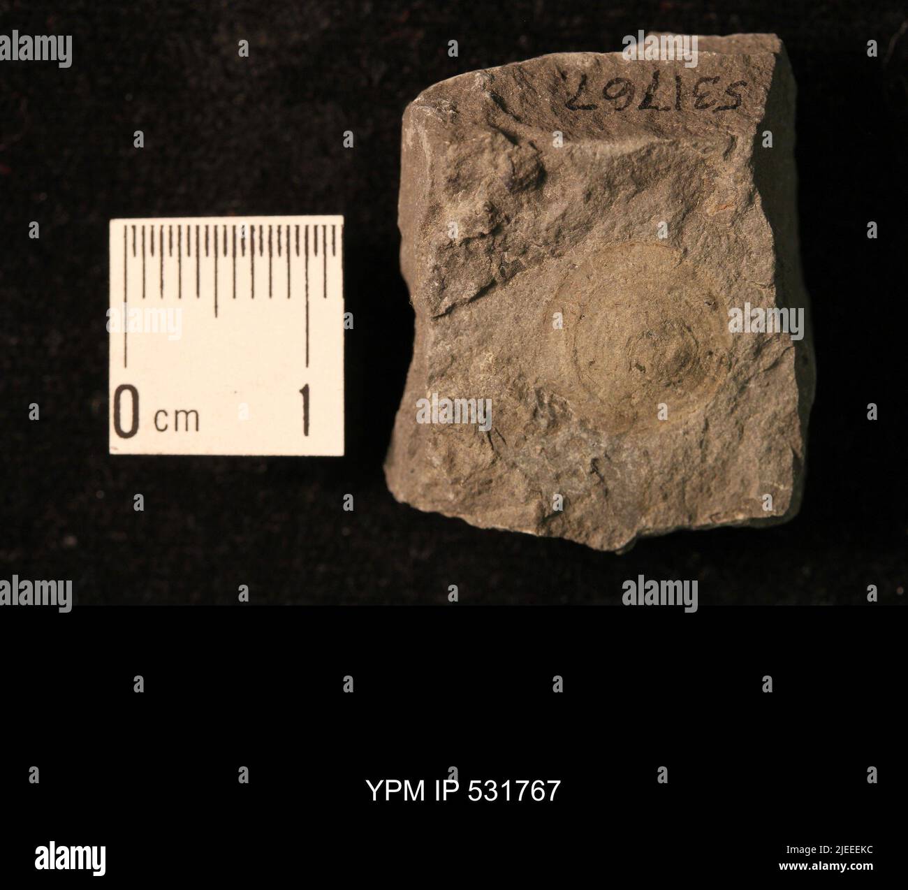 Orbiculoidea lodiensis media hall hi-res stock photography and images ...