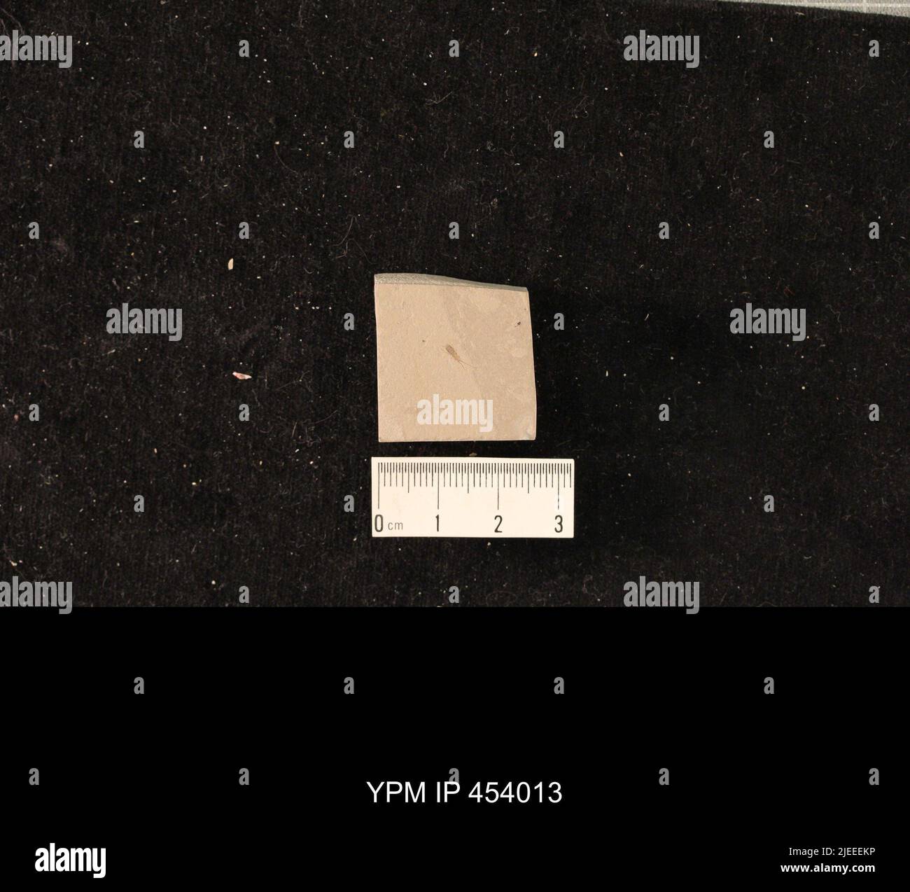 Undet blattaria hi-res stock photography and images - Alamy