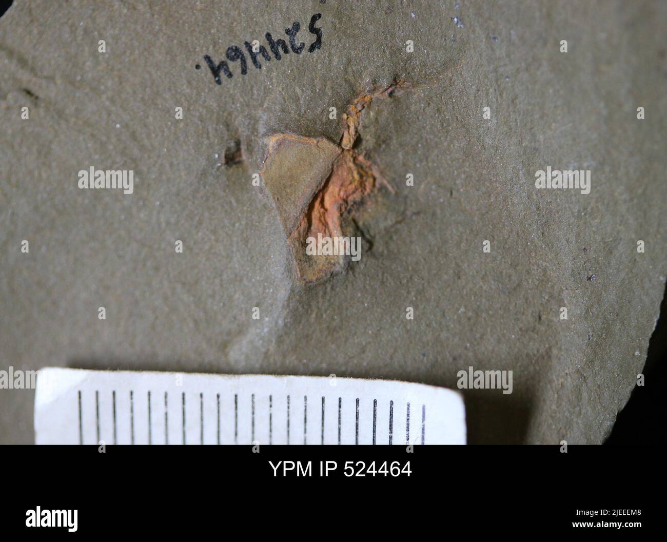 Cornuta ech hi-res stock photography and images - Alamy